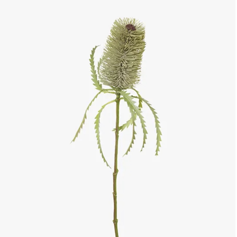 Linton Banksia Stem – Light Green | Artificial Banksia Stem 74cm | High ...