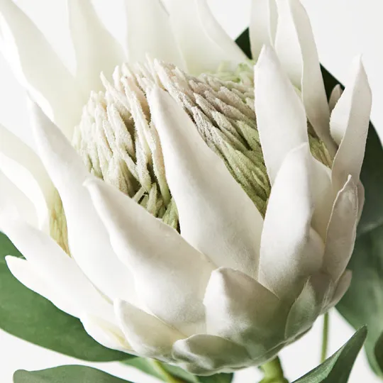 Artificial King Protea White High Quality Artificial Flowers The