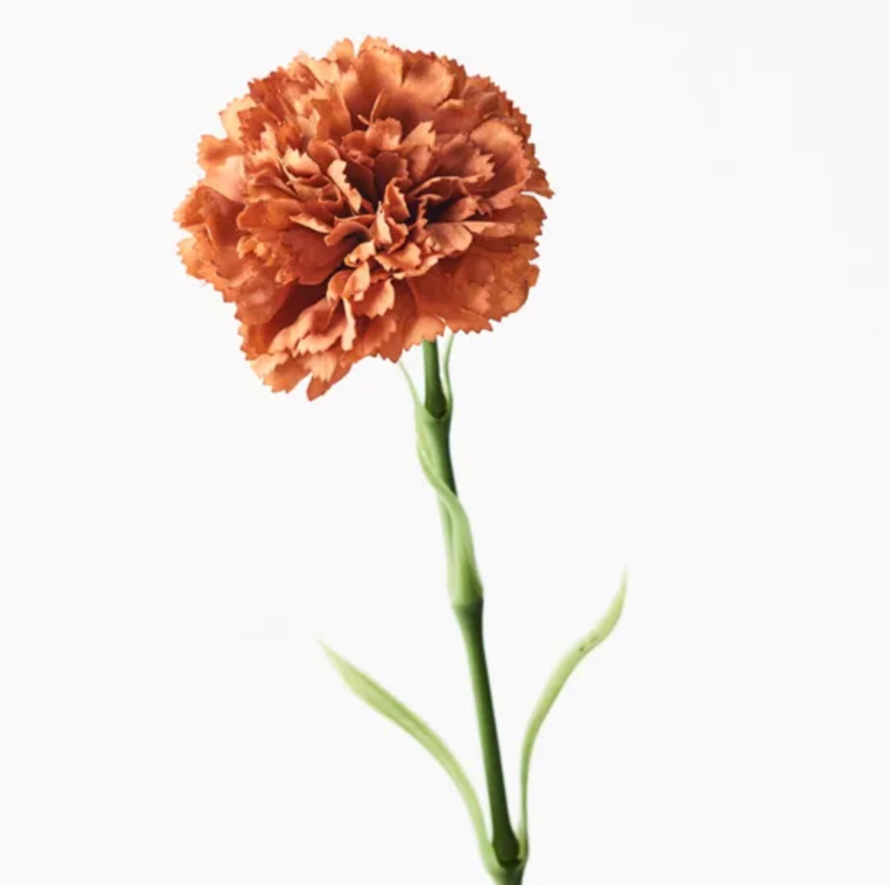 Real Touch Carnation in Rust Colour - Unbelievably Realistic! | High ...